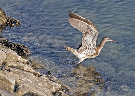 Free Images Sea Coast Water Nature Ocean Bird Wing Seabird