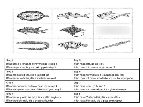 Dichotomous Key Diagram Quizlet