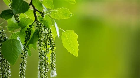 Trees With Medicinal Properties You Can Grow In Your Yard