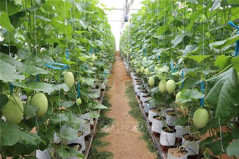 Tổng hợp với hơn 93 mô hình dưa lưới hay nhất Eteachers