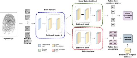 a unified model for fingerprint authentication and presentation attack detection deepai