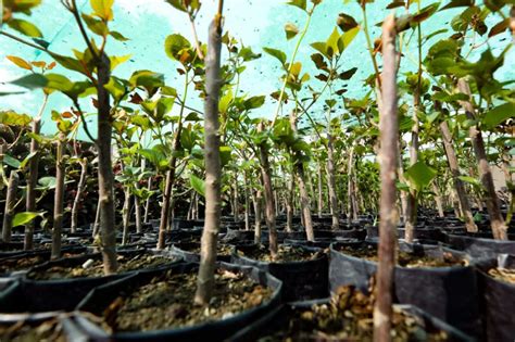 Flores De Perú Nombres Y Características TeleFlor