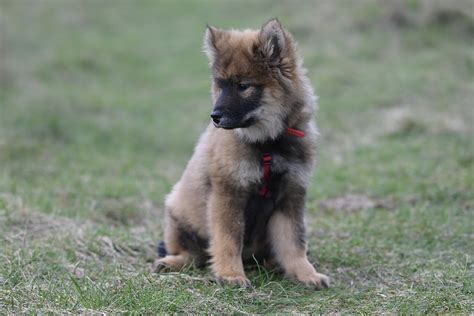 Guide complet pour enseigner la propreté à votre chien conseils