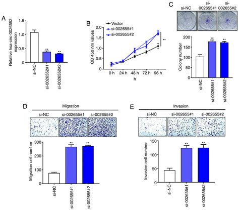 CircRNA Hsa Circ 0026552 Knockdown Inhibits Proliferation Migration