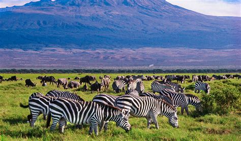 10 Days Masai Mara Lake Nakuru Lake Naivasha Amboseli Tsavo
