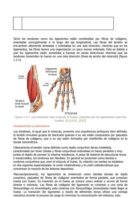 1 3 biomecanica tendones y ligamentos 3BIOMECÁNICA DE TENDONES Y