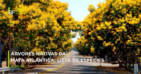 Árvores nativas da Mata Atlântica veja lista completa de espécies