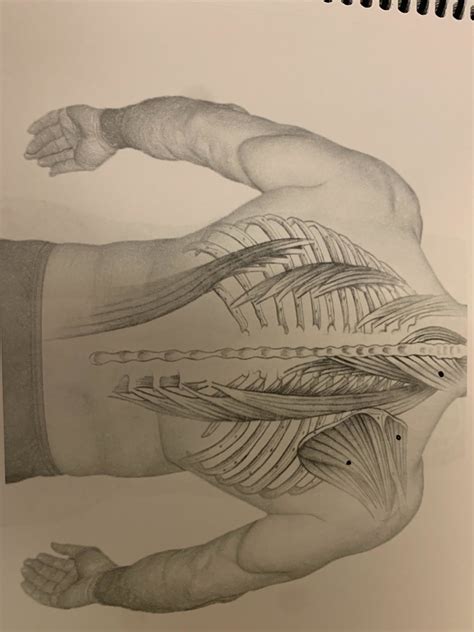 Deep Dorsal Back And Shoulders Diagram Quizlet