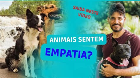Animais sentem empatia O que você acha YouTube