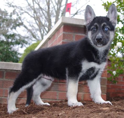 Gerberian Shepsky Pup Shepsky Puppy German Shepherd Husky Mix