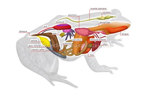 règne animal amphibiens grenouille anatomie de la grenouille mâle