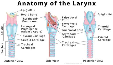 Anatomy Of The Larynx Anterior View Slideshare