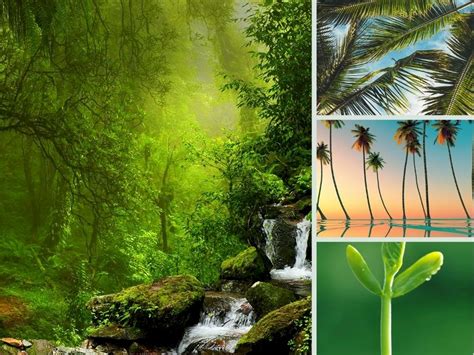 Bộ sưu tập hình cây xanh chất lượng siêu cao Hơn 999 hình cây xanh