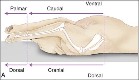 Radiology Positioning Flashcards Quizlet