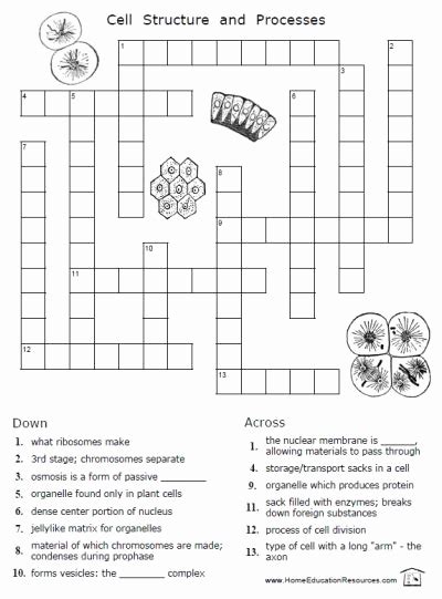 Printable Cell Worksheets Inspirational Free Cells Worksheets Thrifty
