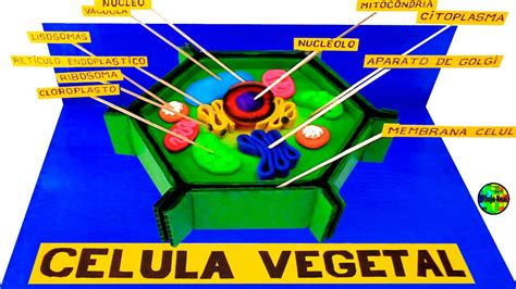 Maqueta célula vegetal construcción eco amigable Reciclaje Contemar