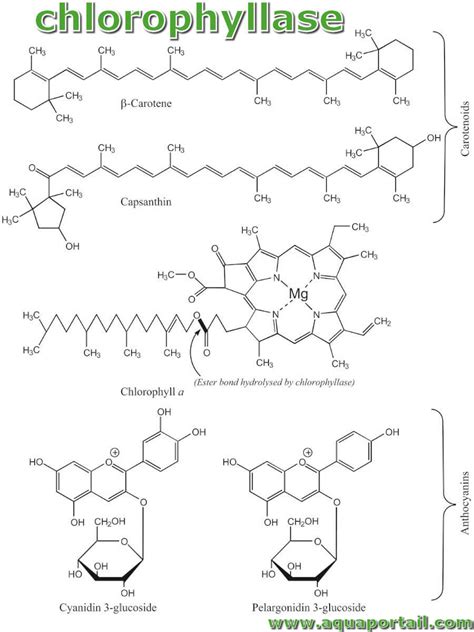 Chlorophyllase définition et explications