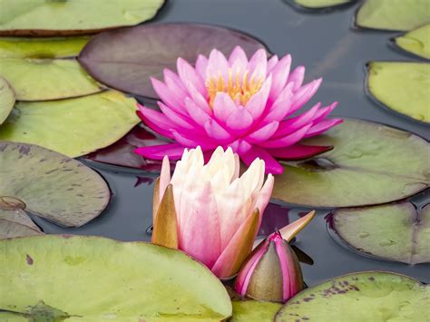 Details Imagen Planta Lirio De Agua Abzlocal Mx