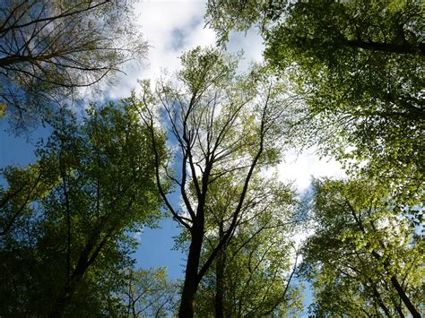 Banco De Imagens Rvore Natureza Floresta Grama Ramo Plantar