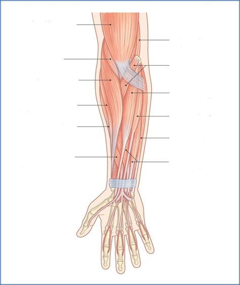Lab 1 Muscles Of The Anterior Compartment Forearm Diagram Quizlet