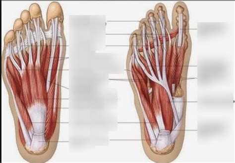 Foot Diagram 1 Diagram Quizlet