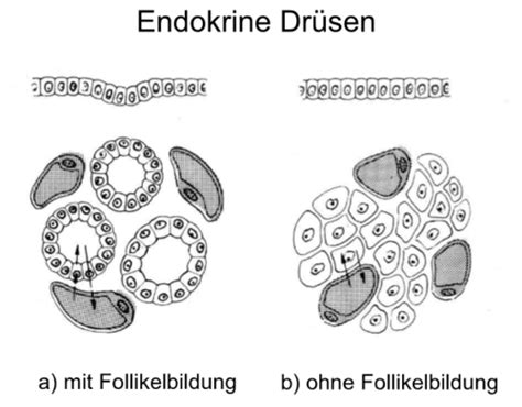 11 Endokrines System Karteikarten Quizlet