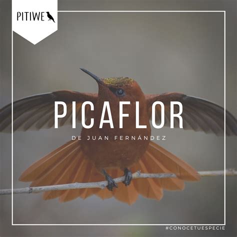 Picaflor De Juan Fern Ndez Pitiwe
