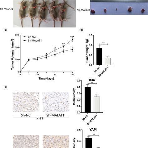 Knockdown Of MALAT1 Inhibits The Growth Of MPM Cells In Vivo A And B