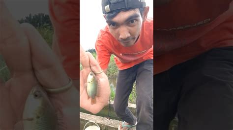 MANTAP Serunya Mancing Ikan Air Tawar Temukan Sensasi Menantang Yang