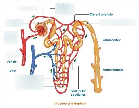 Nephron Sturctures Diagram Diagram Quizlet