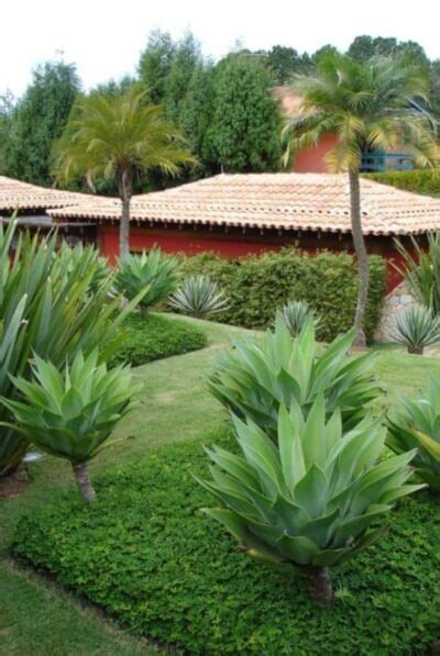 Conheça 5 plantas para jardim resistentes ao sol Blog Playgrama
