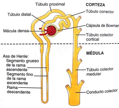 Ap Urinario Flashcards Quizlet