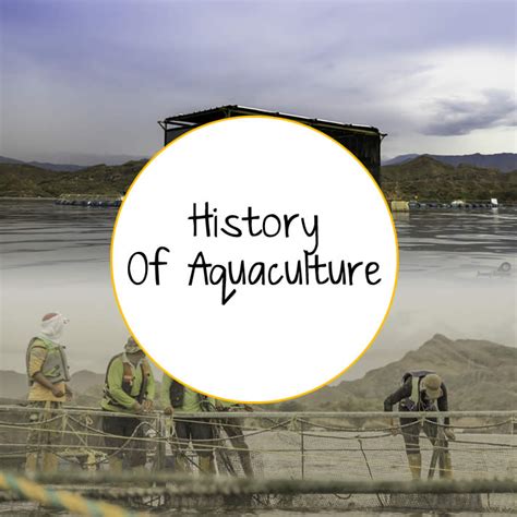 History Of Aquaculture Aquabest Seafood Fresh Tilapia Rainbow Trout