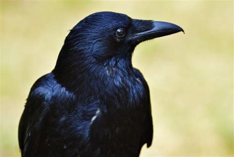 10 Curiosidades Sobre Los Cuervos El Rincon Del Saber