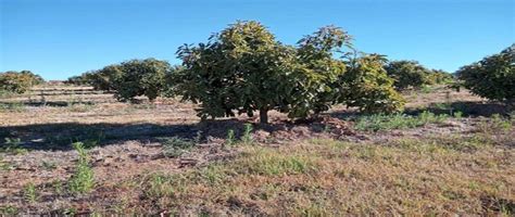 Rancho En Tapalpa Tapalpa Jalisco Tapalpa Jal Propiedades