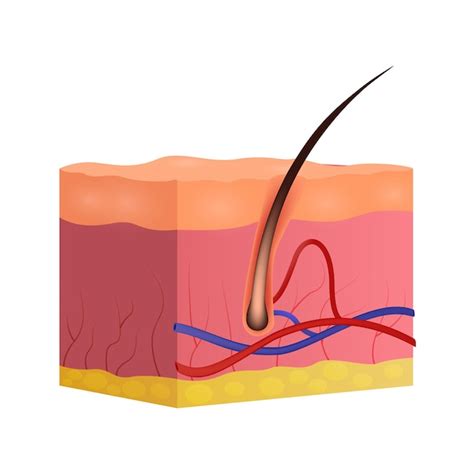 Coupe Transversale De La Peau Et Des Cheveux Système Dermatologique
