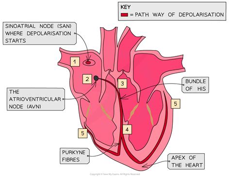 Aqa A Level Biology Myogenic Stimulation Of The Heart