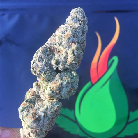 Calyx Garden Suicide Girl Leafly