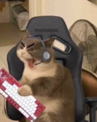 Pin By Whitecat On Valorant Funny Cute Cats Silly Cats Gamer Cat
