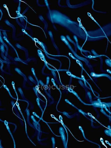 Human Sperm Cells Background Scientific Illustration Stock Photo