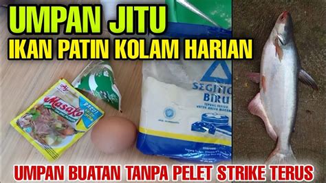 Umpan PATIN Kolam Harian Paling Jitu YouTube