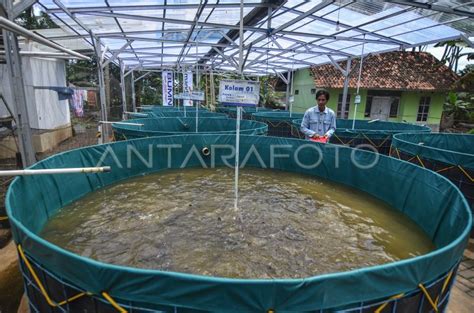 Budidaya Ikan Lele Menggunakan Bioflok Antara Foto