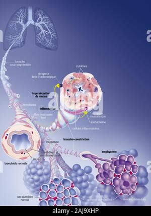 Lung Pulmonary Alveoli Or Alveolus Anatomy Diagram As A Medical Concept
