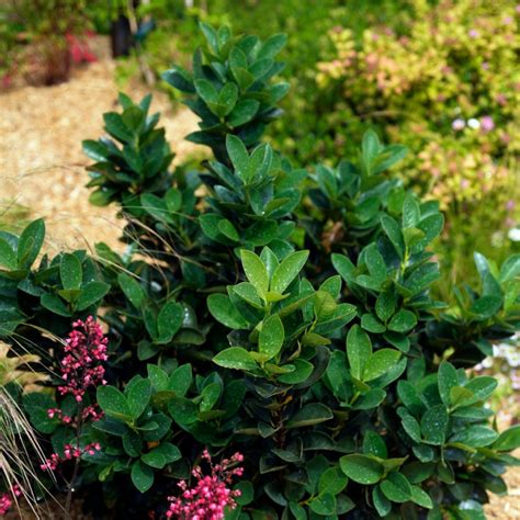 Laurowi Nia Wschodnia Miniredia Prunus Laurocerasus Miniredia