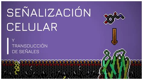 Transducción y Señalización Celular 200 FÁCIL YouTube