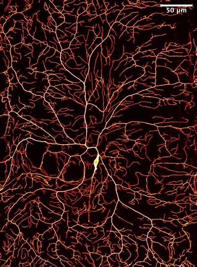 Branching Morphogenesis Of Neurons Howard Lab