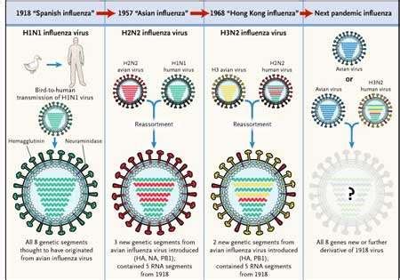 Variabilité génétique des virus influenza Dossier