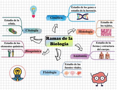 Mapa Mental Ramas de la Biología Estudio de los genes o estudio de
