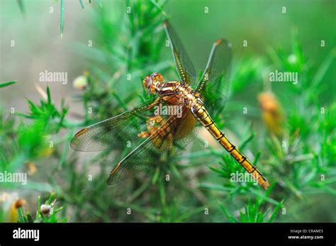 A Keeled Skimmer Dragonfly At Rest On Gorse UK Stock Photo Alamy
