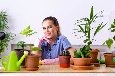 Plantas De Interior De La Buena Suerte Qu Flores Vale La Pena Tener